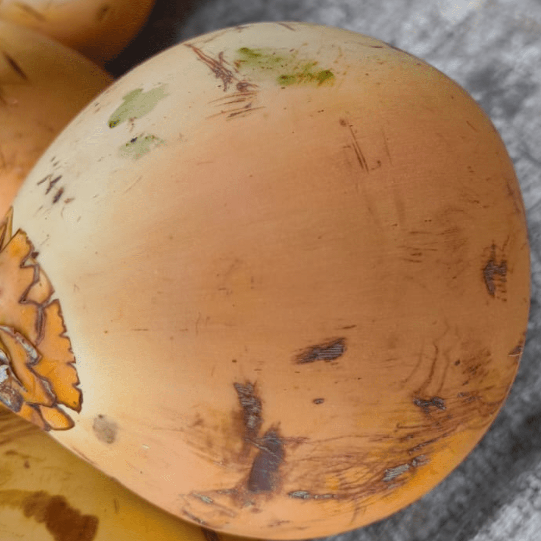 Tender Coconut Red 1 Piece - Nature – A Division of Agam Foods, Chennai